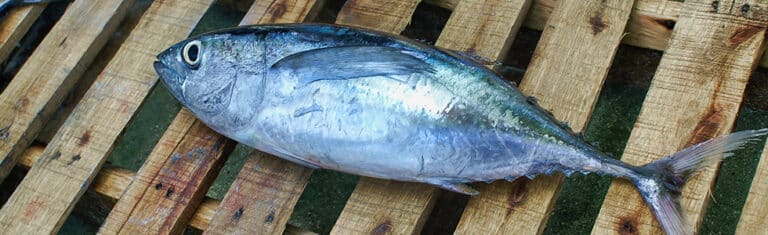 Malé, The Capital of Maldives: Complete Travel Guide